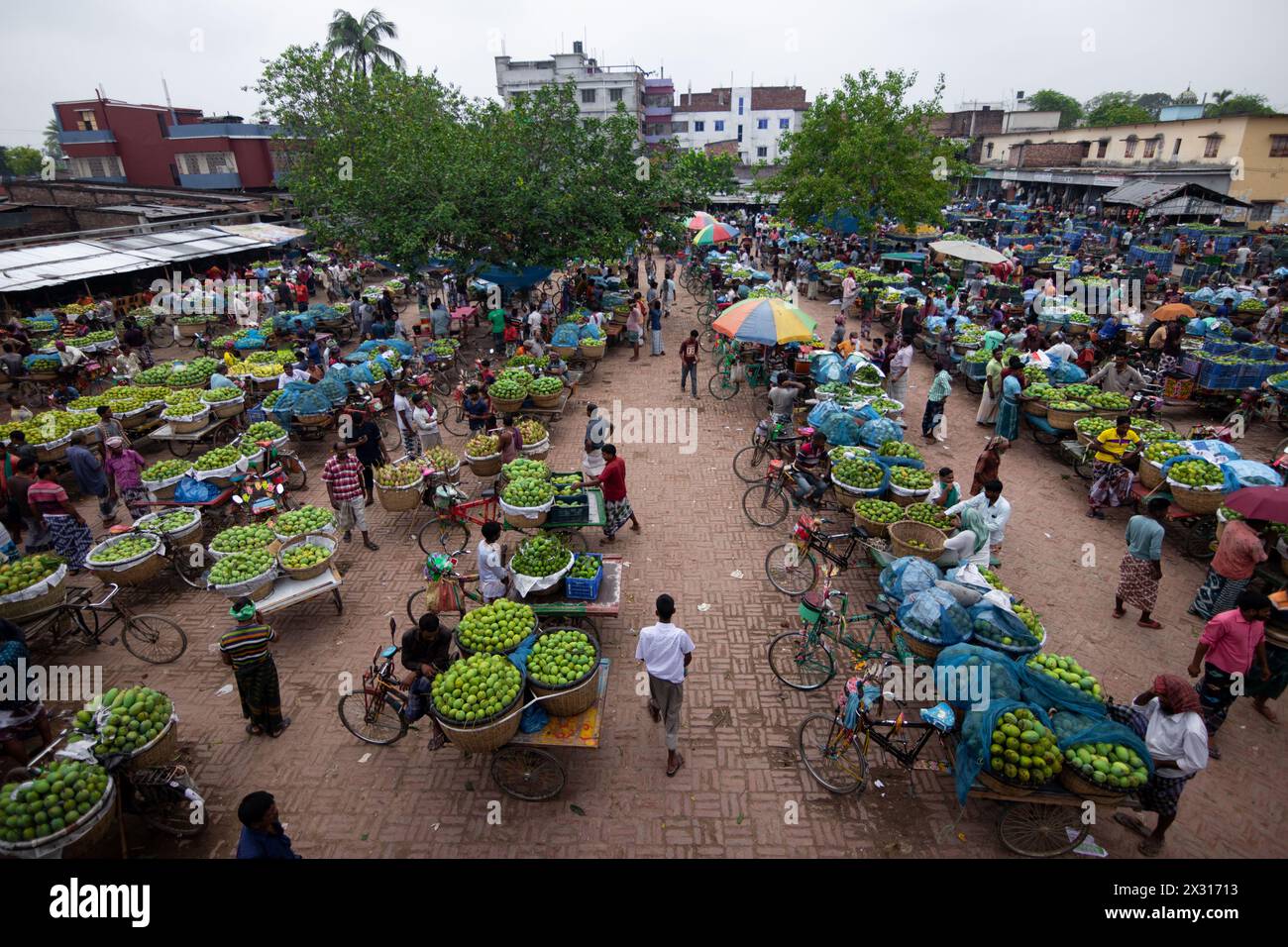 Chapainawabganj, Rajshahi, Bangladesh. 24th Apr, 2024. Thousands of ...
