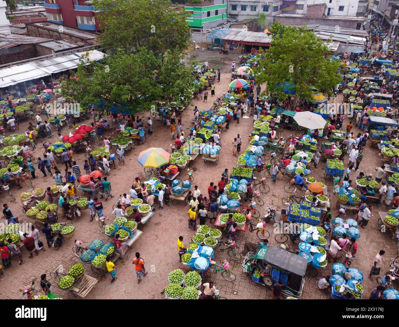 Chapainawabganj, Rajshahi, Bangladesh. 24th Apr, 2024. Thousands of ...