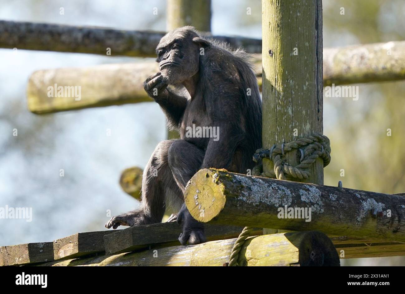 Peter, a 31-year-old male chimpanzee, explores the surrounding of his ...