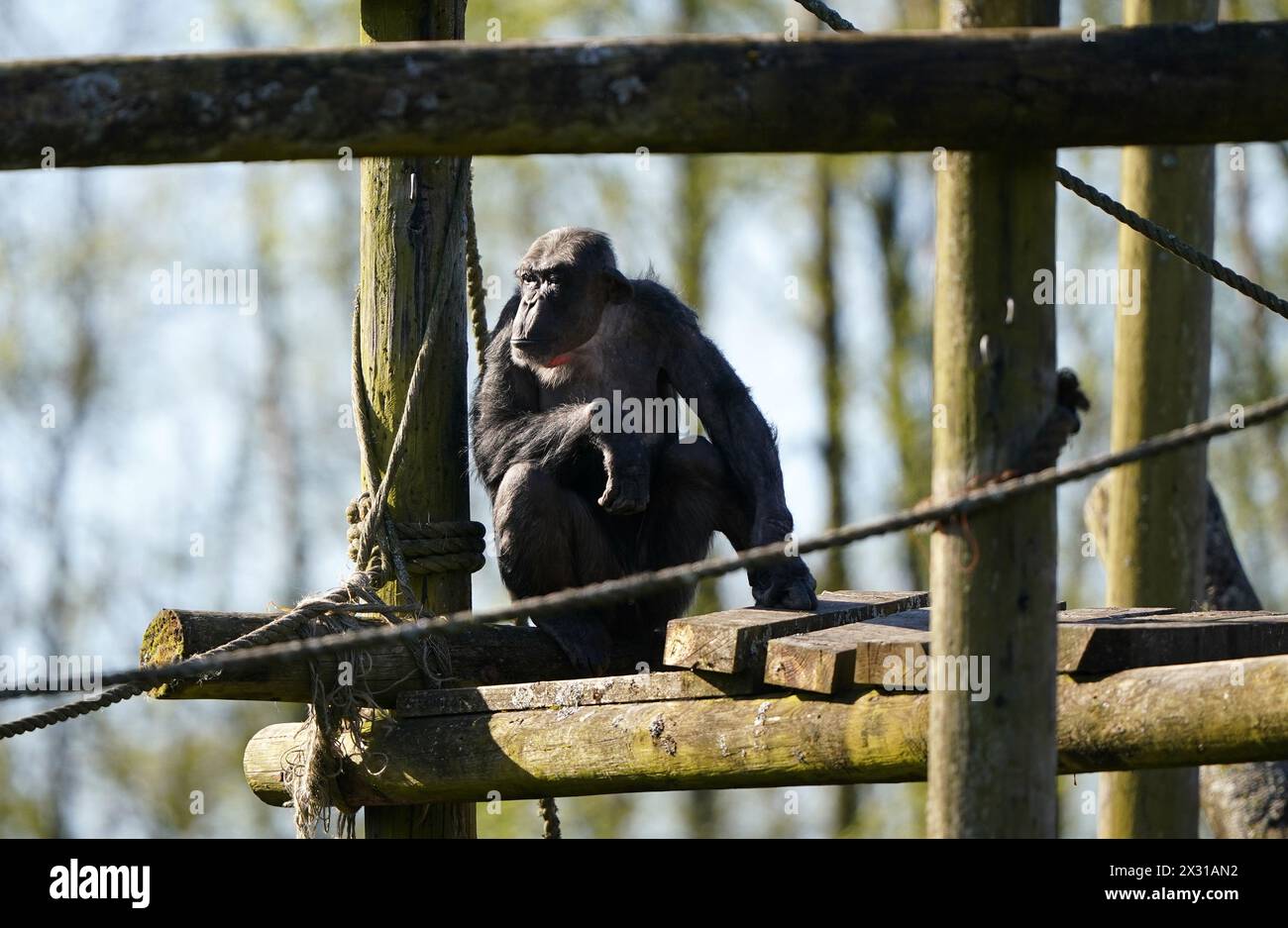 Peter, a 31-year-old male chimpanzee, explores the surrounding of his ...