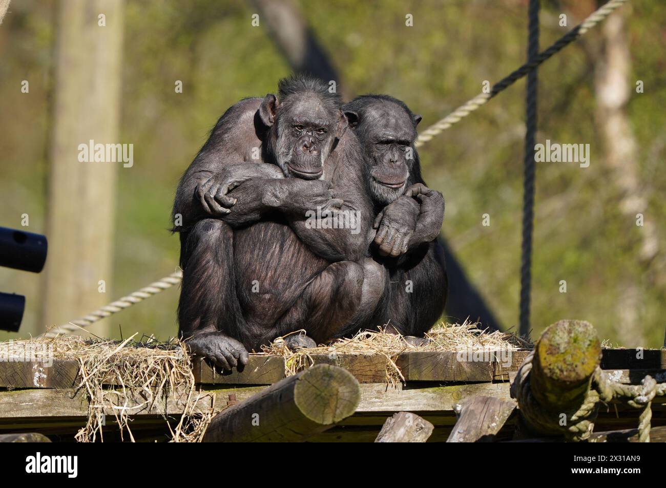 Peter, a 31-year-old male chimpanzee, passes Chippie and Gill as he ...