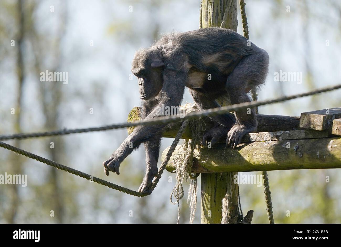 Peter, a 31-year-old male chimpanzee, explores the surrounding of his ...
