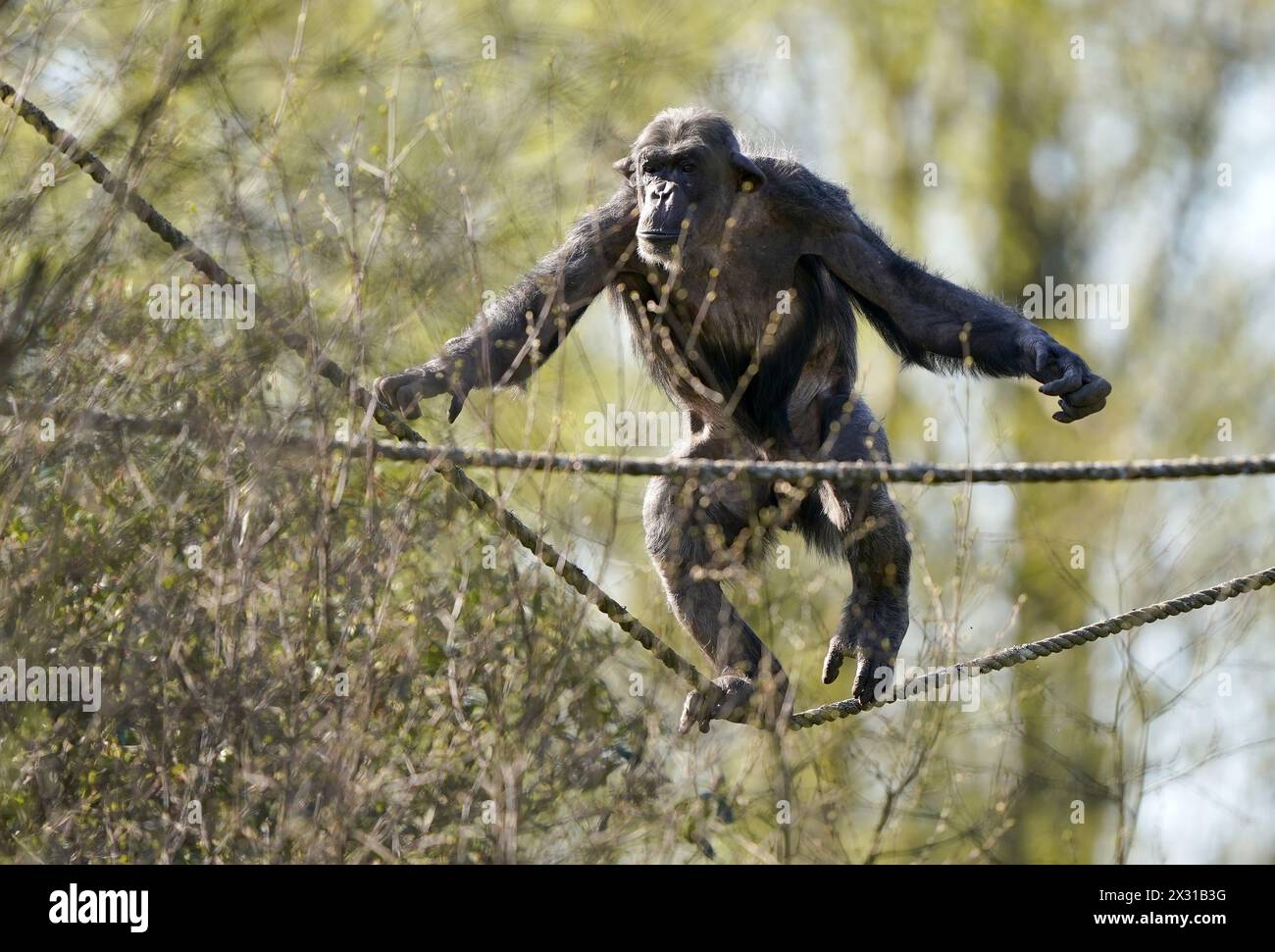 Peter, a 31-year-old male chimpanzee, explores the surrounding of his ...
