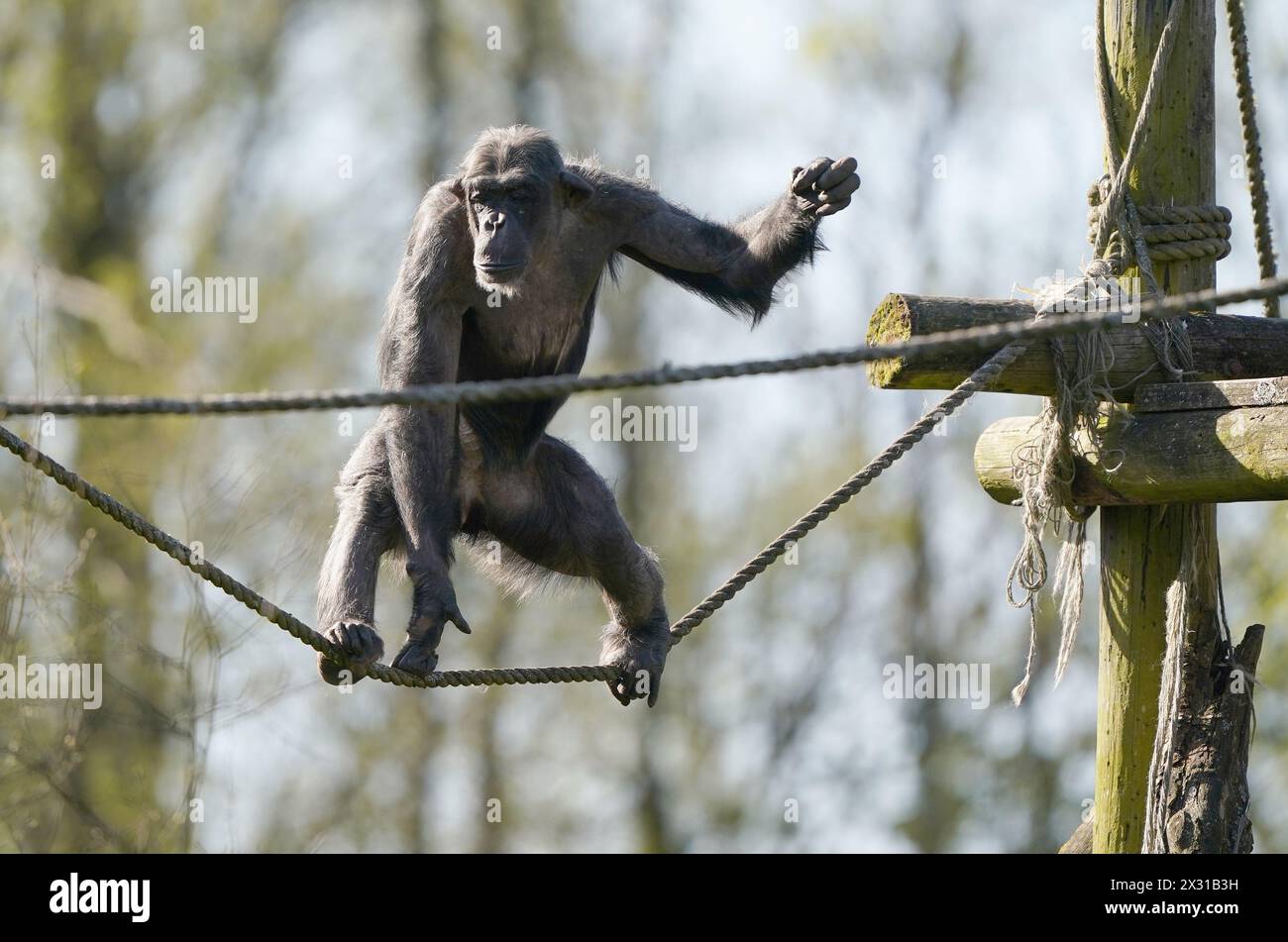 Peter, a 31-year-old male chimpanzee, explores the surrounding of his ...