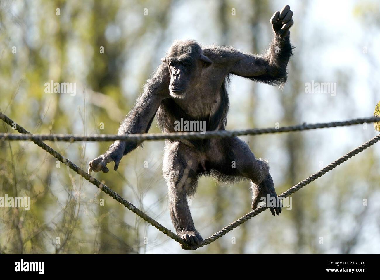 Peter, a 31-year-old male chimpanzee, explores the surrounding of his ...