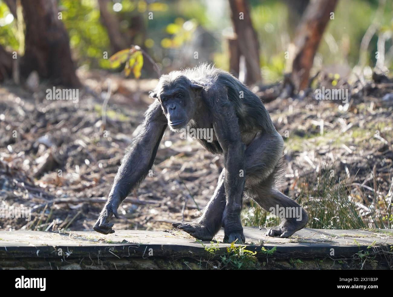 Peter, a 31-year-old male chimpanzee, explores the surrounding of his ...