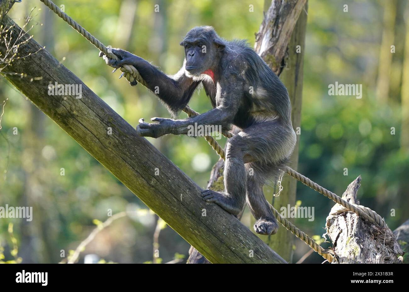 Peter, a 31-year-old male chimpanzee, explores the surrounding of his ...