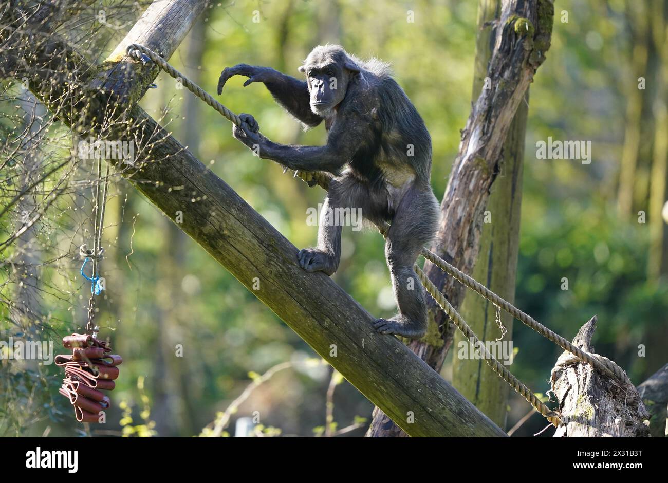 Peter, a 31-year-old male chimpanzee, explores the surrounding of his ...