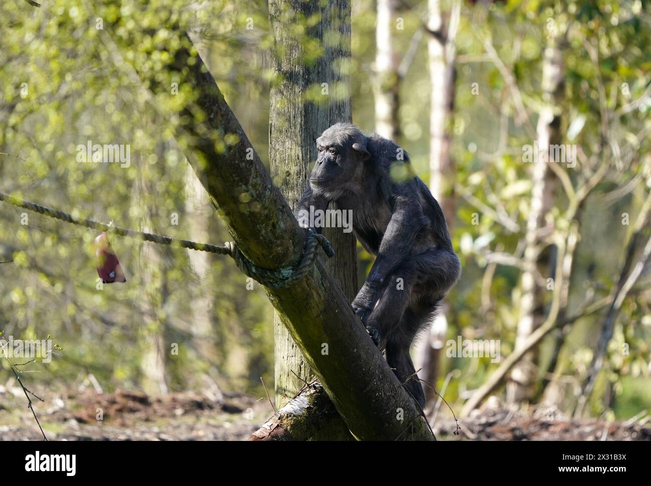 Peter, a 31-year-old male chimpanzee, explores the surrounding of his ...