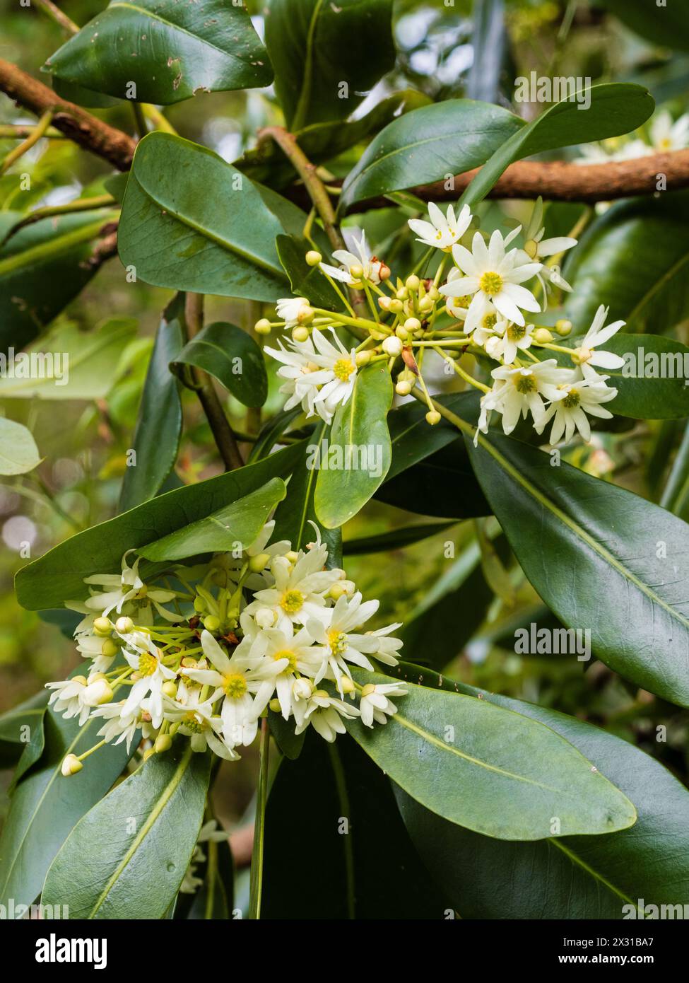 White spring flowers in clusters of the half-hardy evergreen tree ...