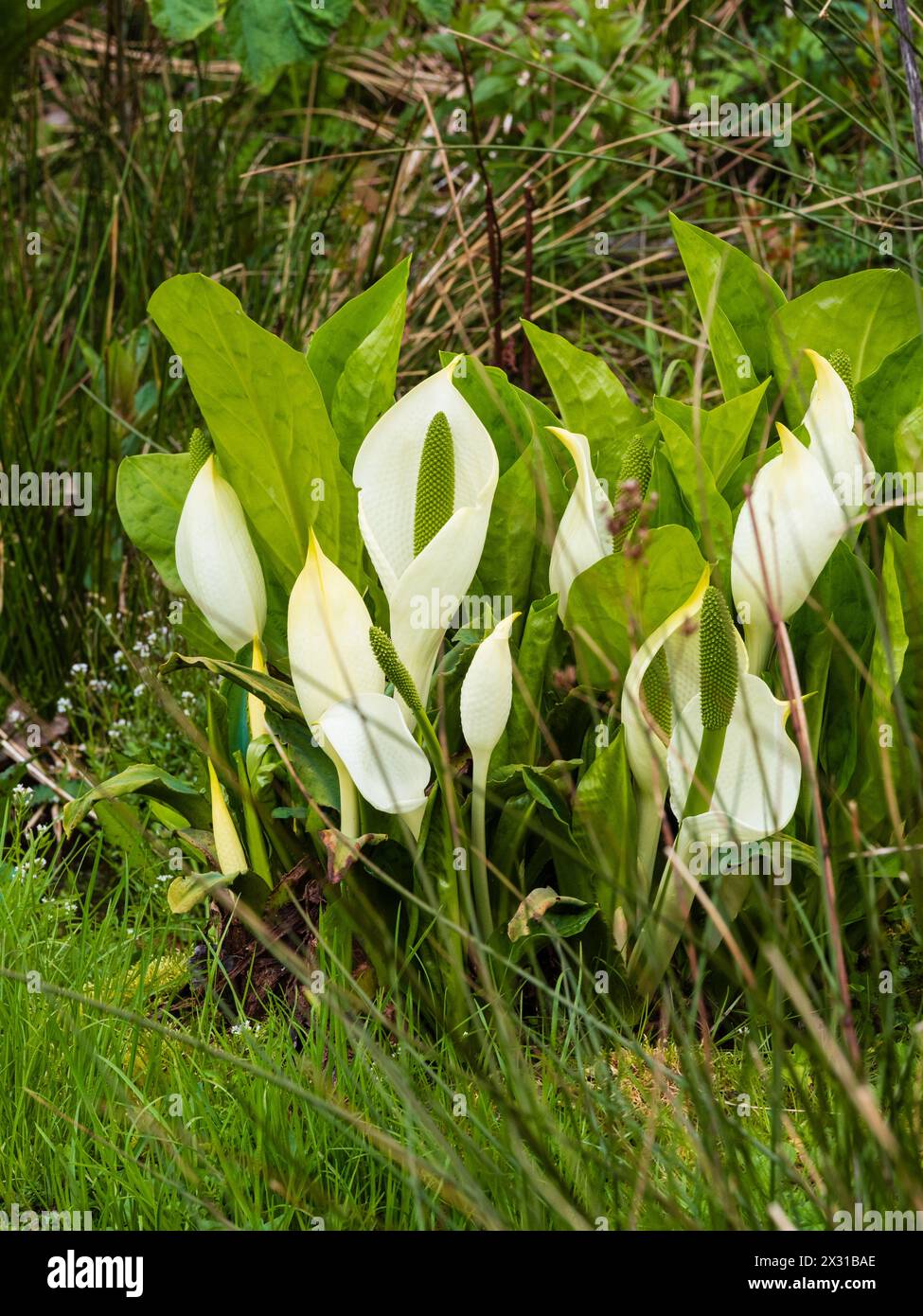 White spring spathes and green spadices of the large leaved hardy marsh ...