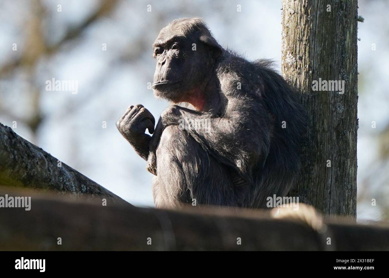 Peter, a 31-year-old male chimpanzee, explores the surrounding of his ...