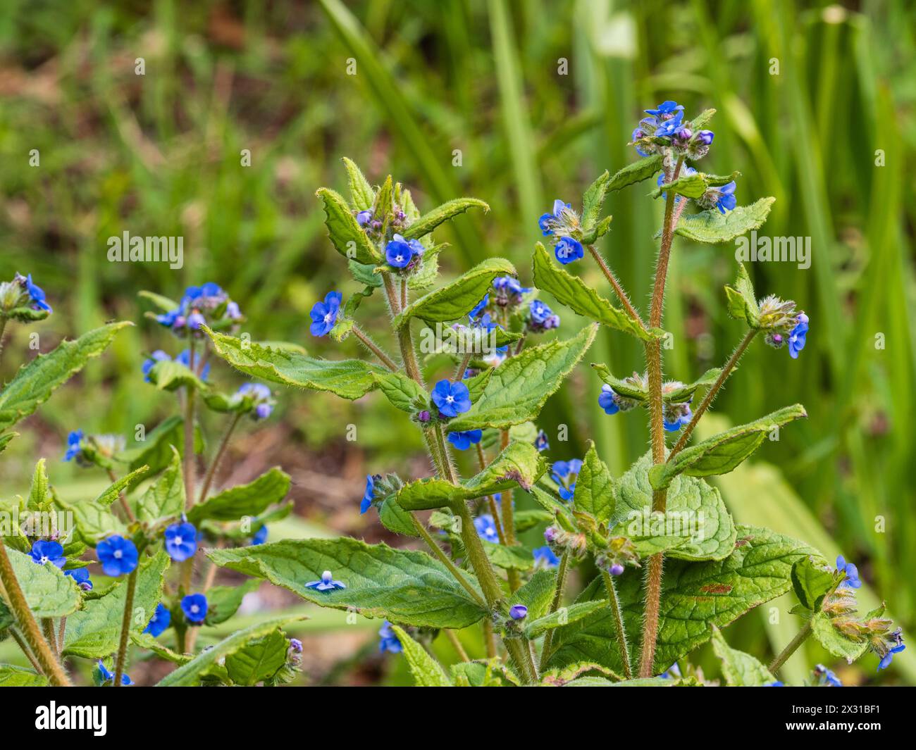 Blue flowers of the hardy perennial green alkanet, Pentaglossis ...