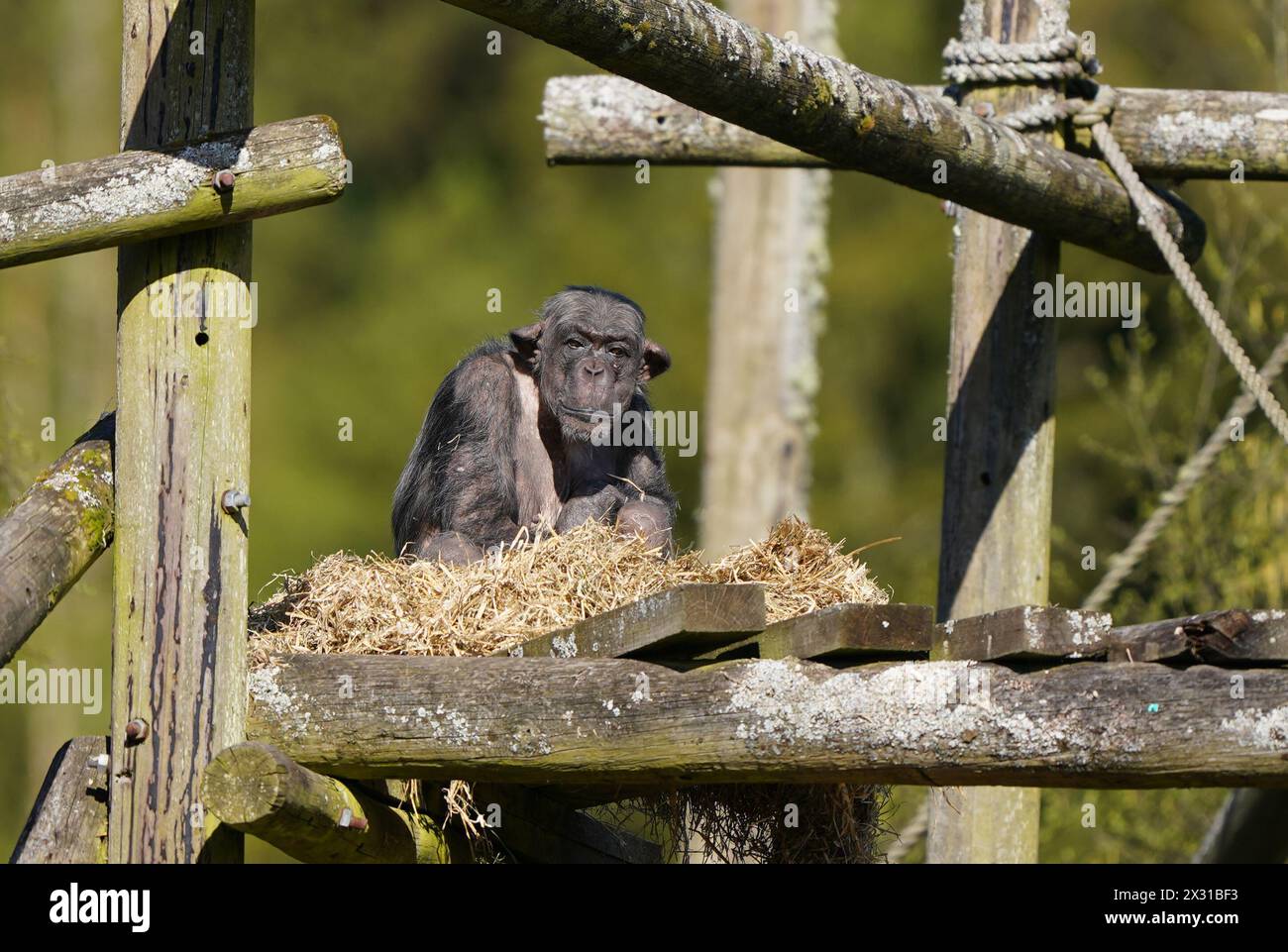 Peter, a 31-year-old male chimpanzee, explores the surrounding of his ...