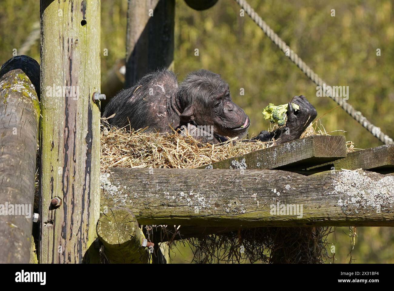 Peter, a 31-year-old male chimpanzee, explores the surrounding of his ...