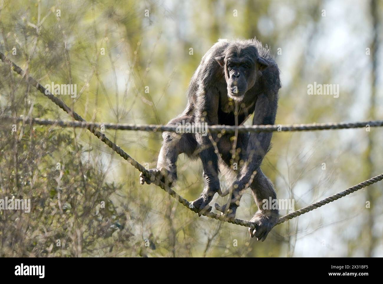 Peter, a 31-year-old male chimpanzee, explores the surrounding of his ...