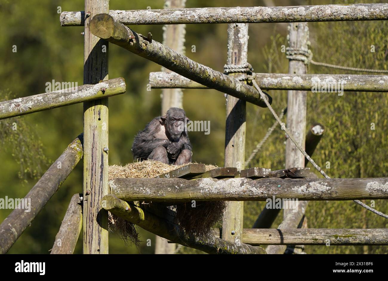 Peter, a 31-year-old male chimpanzee, explores the surrounding of his ...
