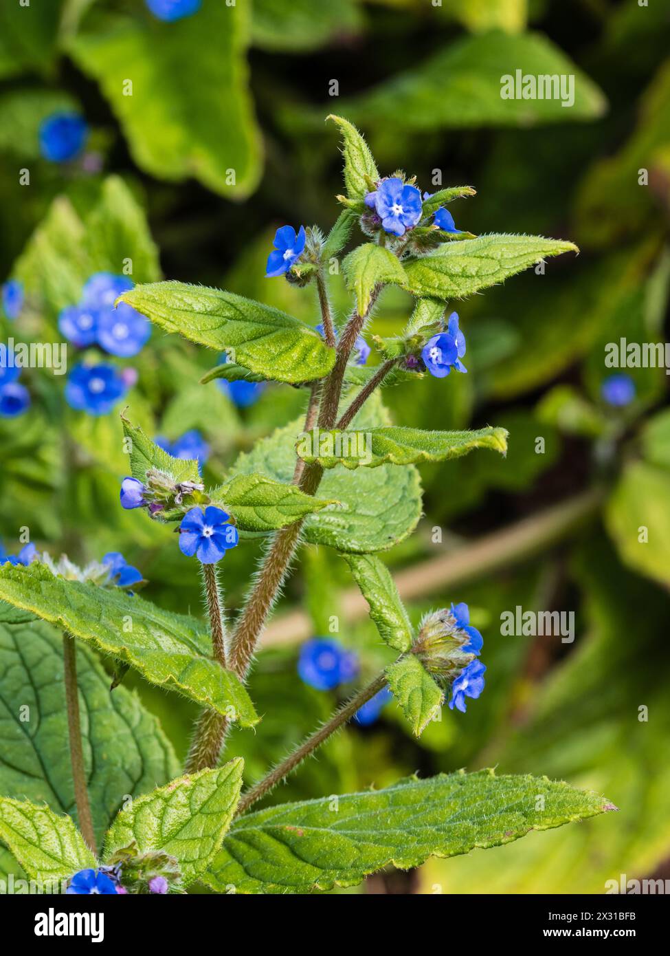 Blue flowers of the hardy perennial green alkanet, Pentaglossis ...