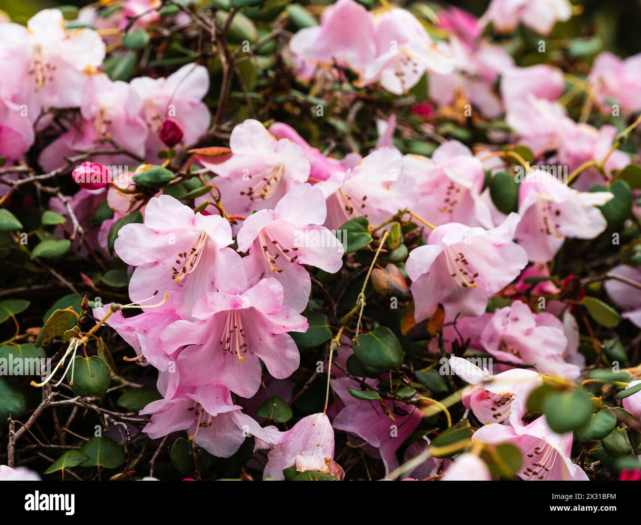 Pink spring bell flowers on the hardy evergreen Rhododendron ...