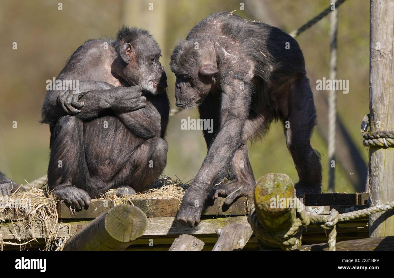 Chimpanzee Gill looks on as Peter, a 31-year-old male chimpanzee ...