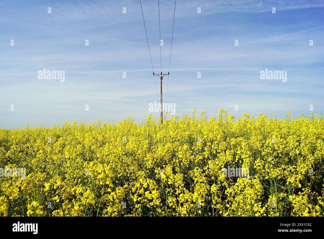 Oilseed pylon hi-res stock photography and images - Alamy