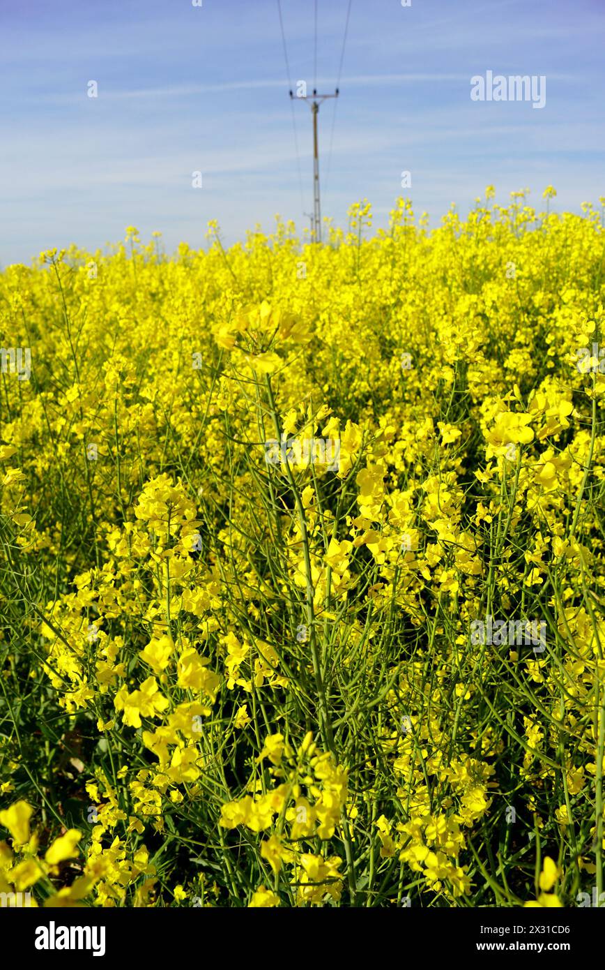 Oilseed pylon hi-res stock photography and images - Alamy