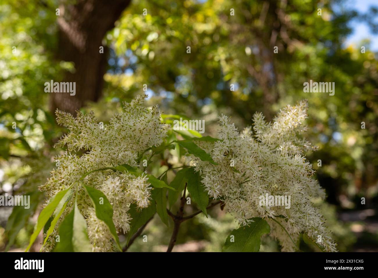 White flowers background of a tree in bloom. The manna ash or South European flowering ash ...