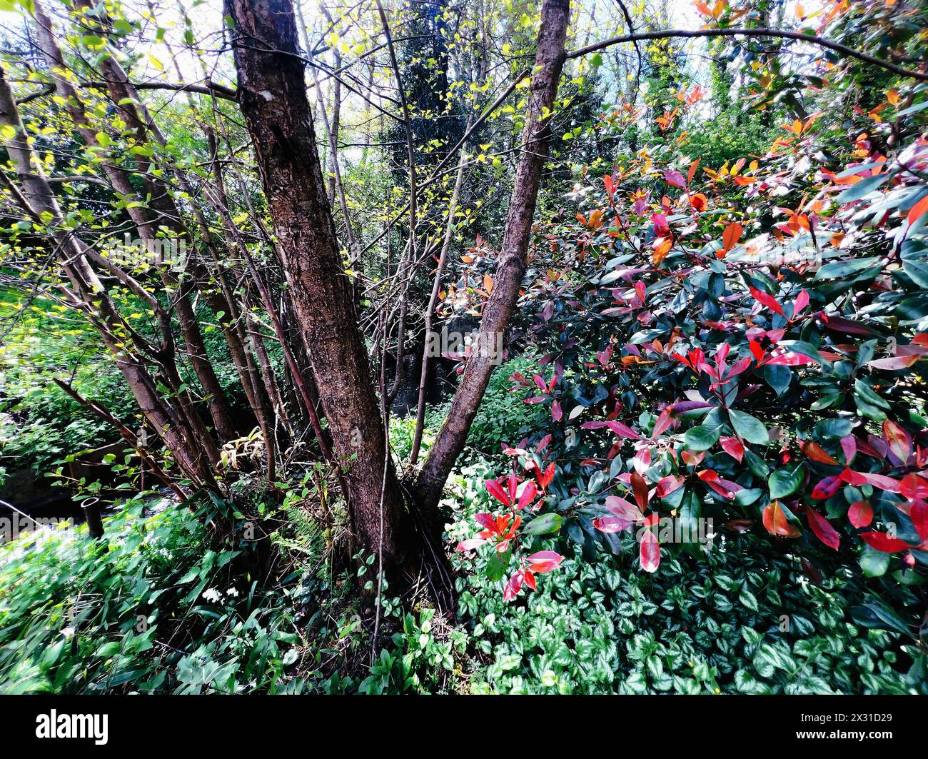 Stream through woods hi-res stock photography and images - Alamy