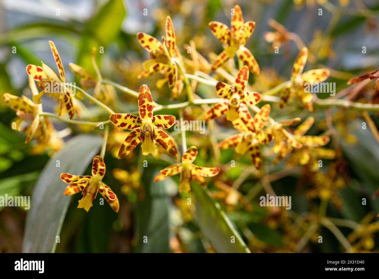 Yellow orchid flowers in a greenhouse. Sunlit Crucifix Orchid, Fiery ...