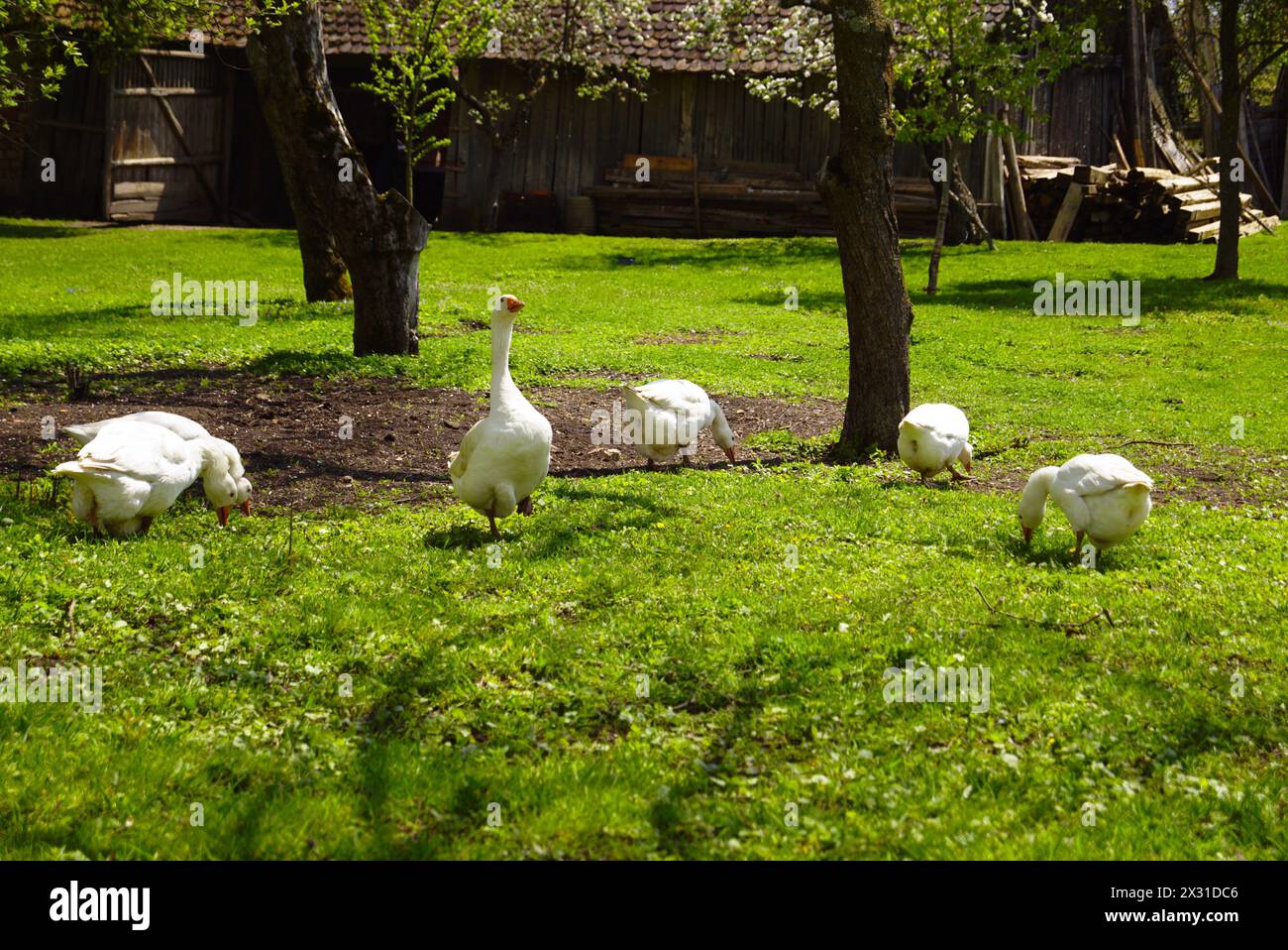 Geese in summer goose house hi-res stock photography and images - Alamy