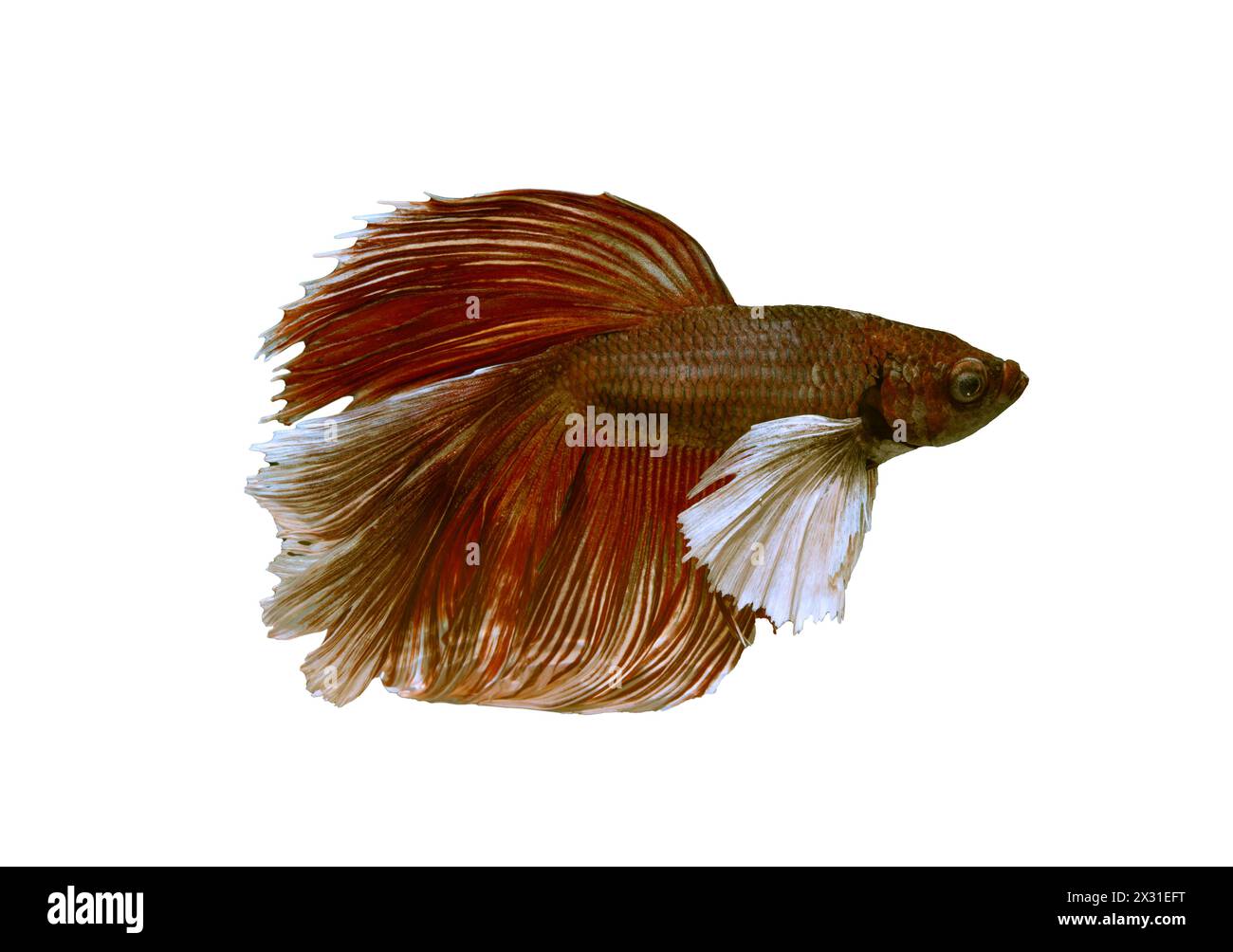 Detail of Red betta fish or Siamese fighting fish isolated on white ...