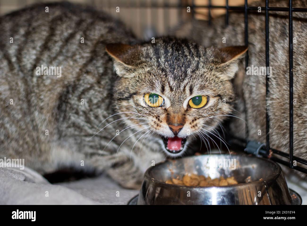 A Felidae, carnivorous, small to mediumsized cat with whiskers and ...