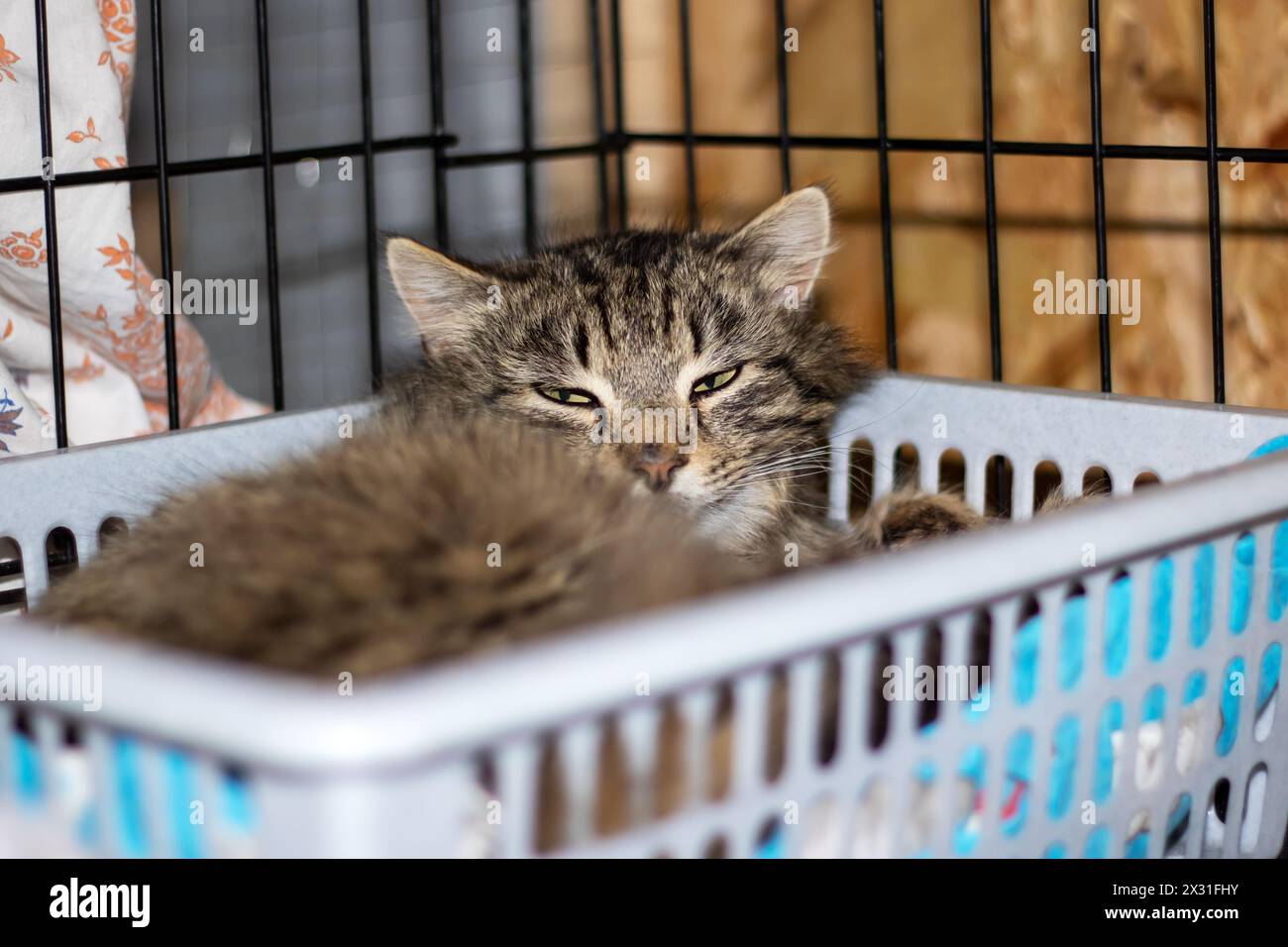 A Felidae member, the Cat, a small to mediumsized carnivorous mammal ...