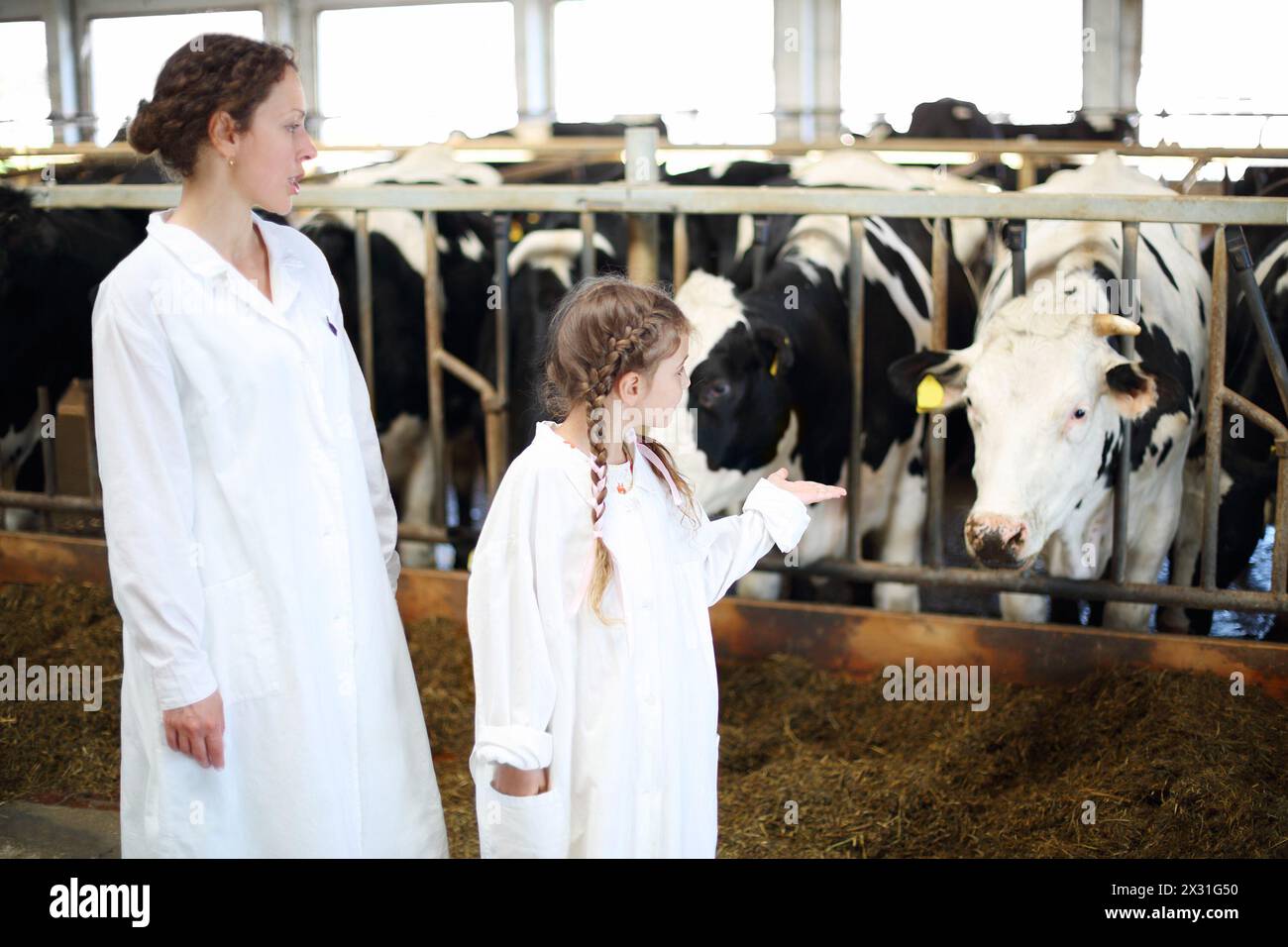 Mother and little daughter in white robe talk in stall with many cows ...