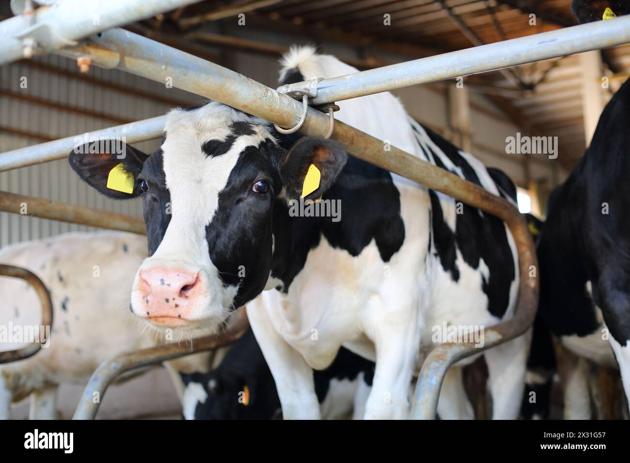 Black and white cow stands in big stall and looks into camera Stock ...