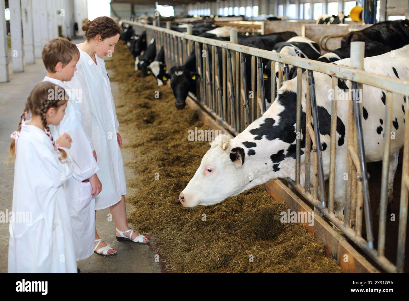 Little cow family hi-res stock photography and images - Alamy