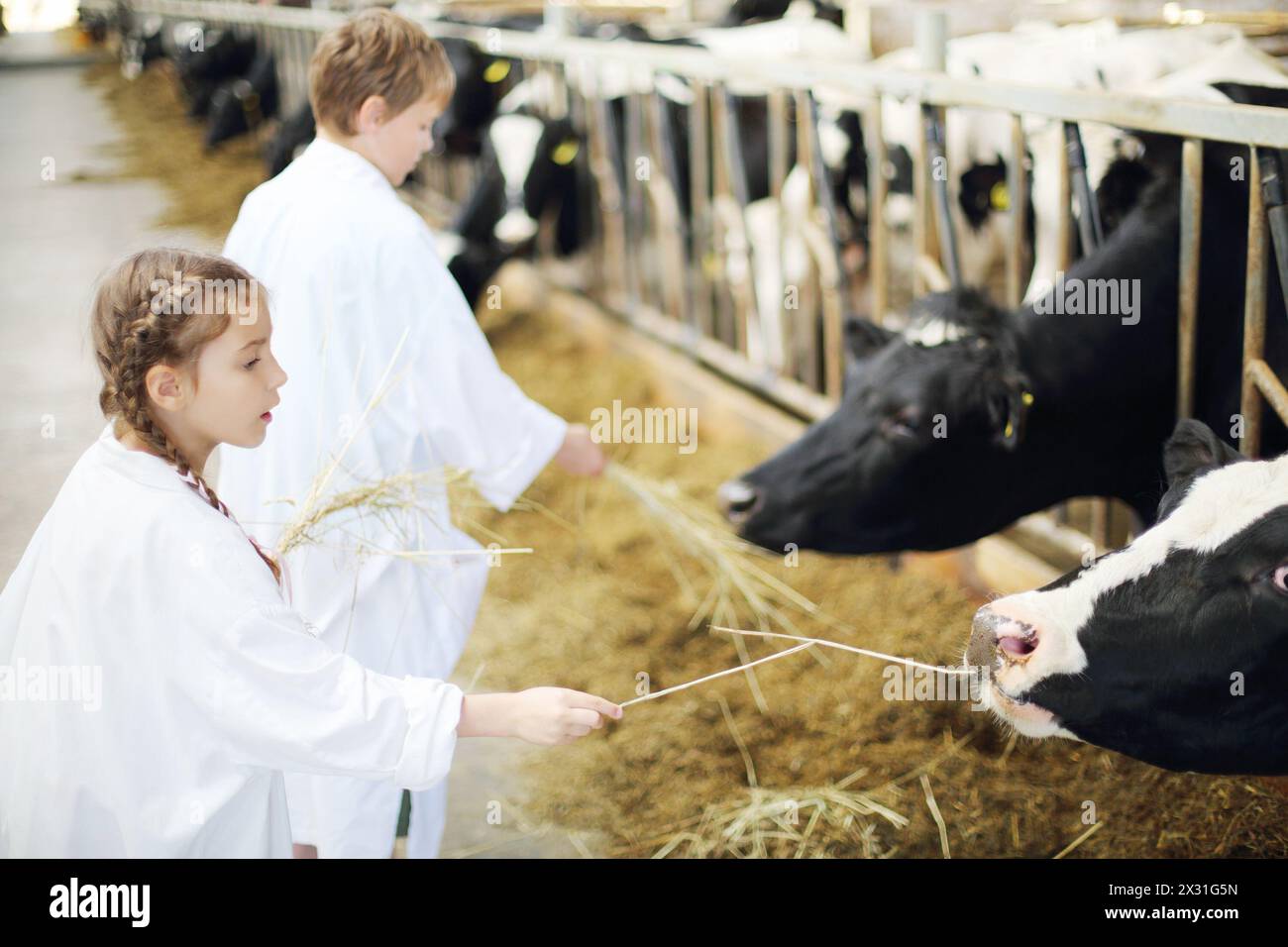 Happy boy and gorl in white robes give hay for cows in long stall ...