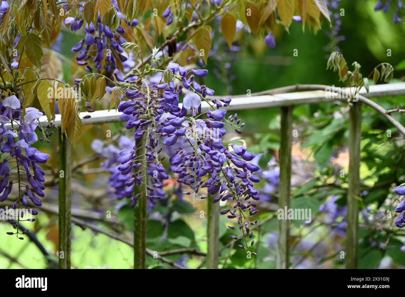 Cologne, Germany. 22nd Apr, 2024. Purple blossoms of a clematis, a ...