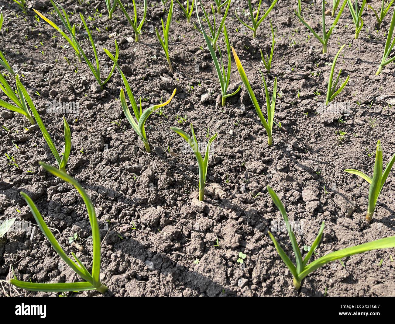 Garlic sprouts growing in rows in rich soil, illuminated by early ...
