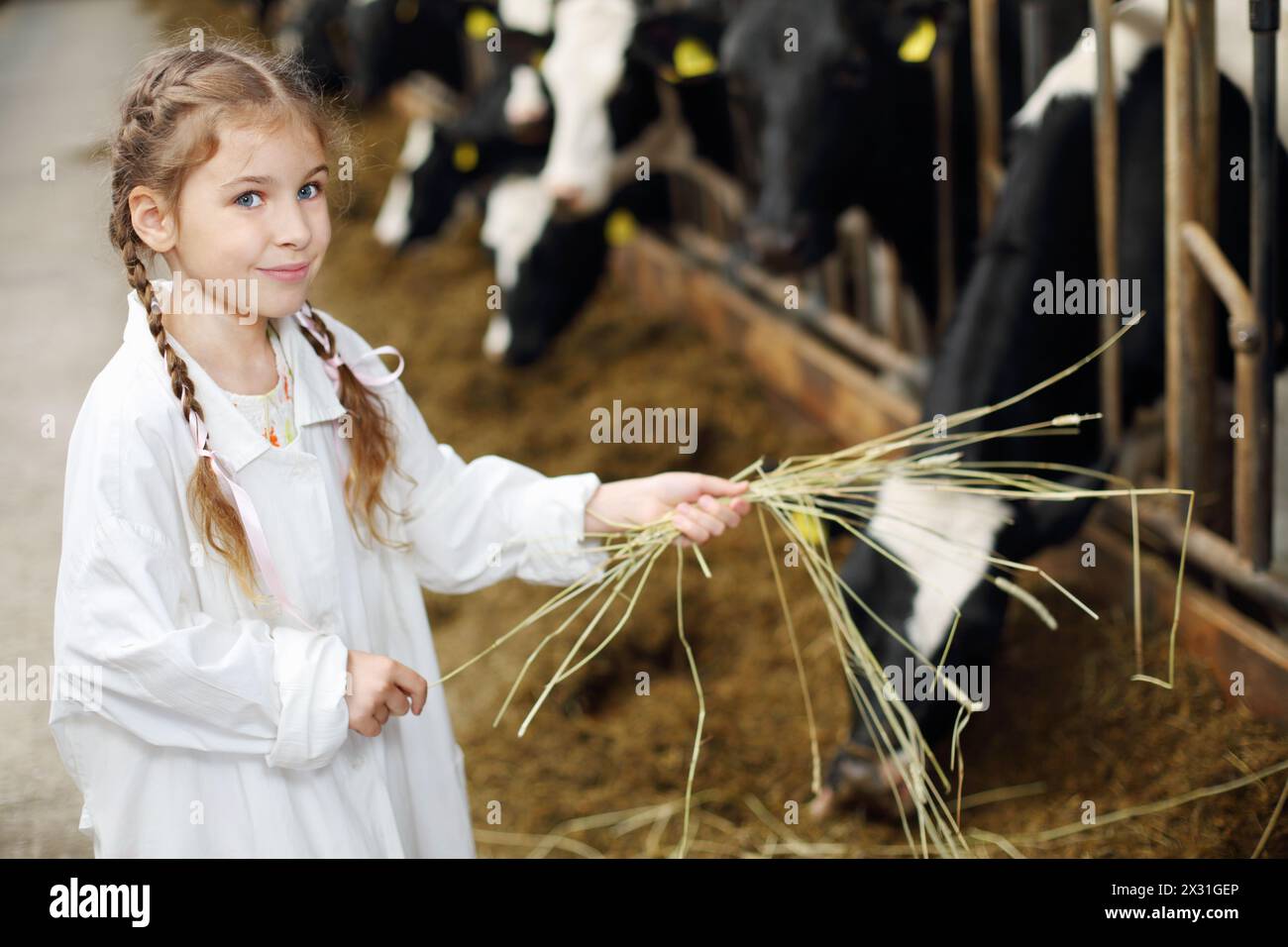 Happy cute little girl in white robe holds hay for cows in long stall ...