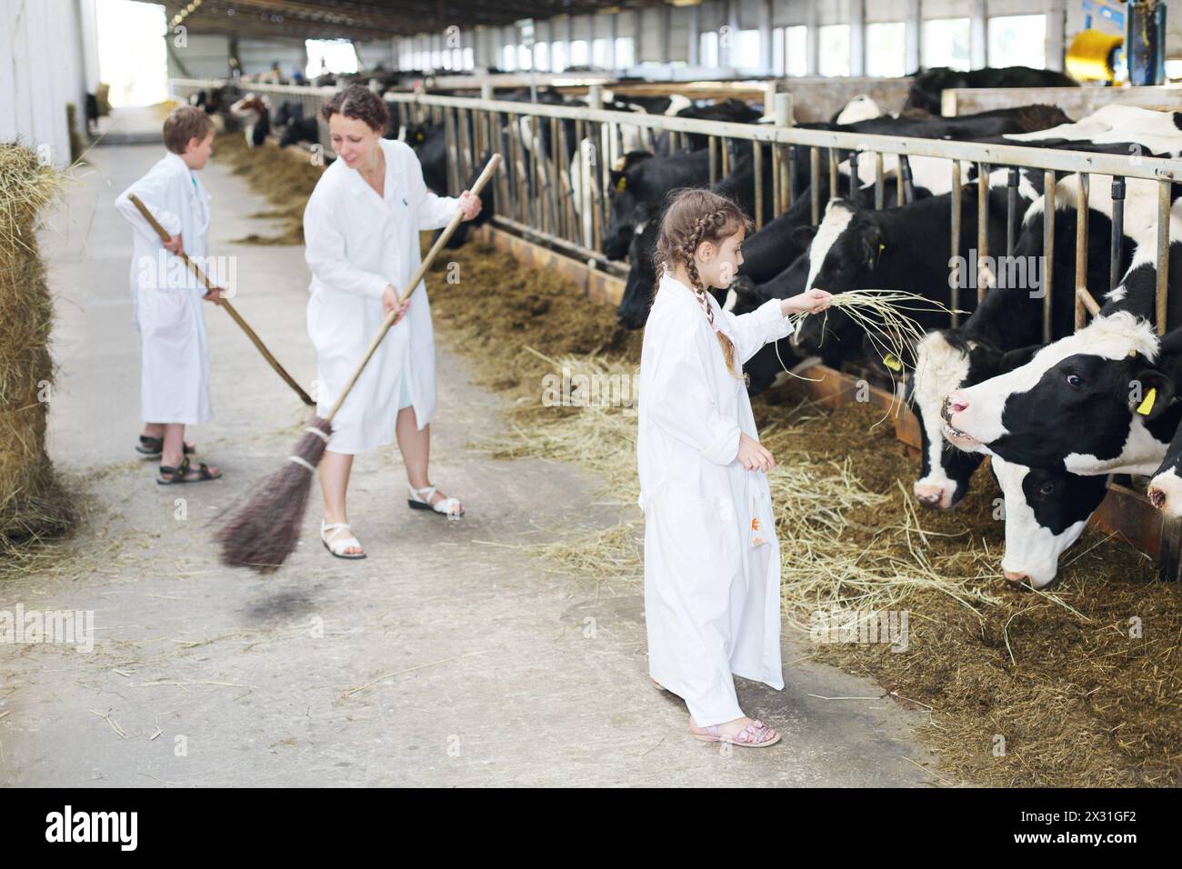 Happy family of three work in large farm with many cows. Focus on girl ...