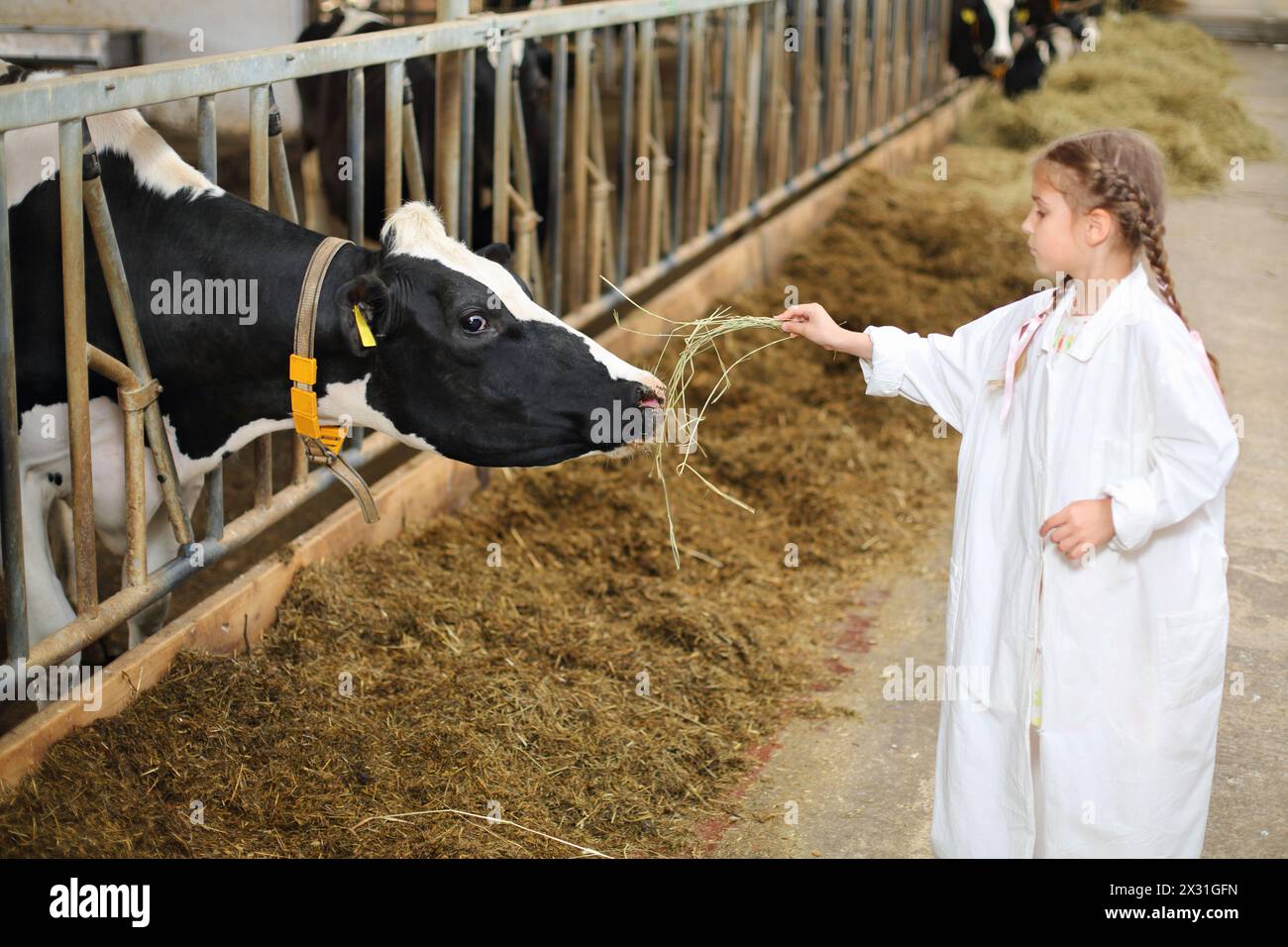 Cute little girl in white robe gives hay to cow at large farm. Focus on ...