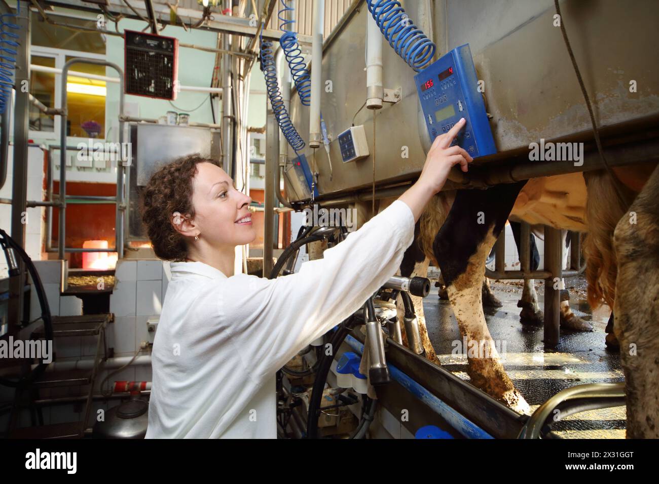 Young woman in white robe operates machine for milking of cows in big ...