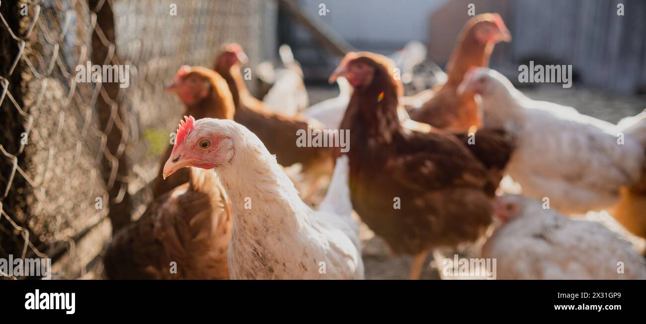 Chickens Standing in a Barn. A group of chickens are gathered together ...