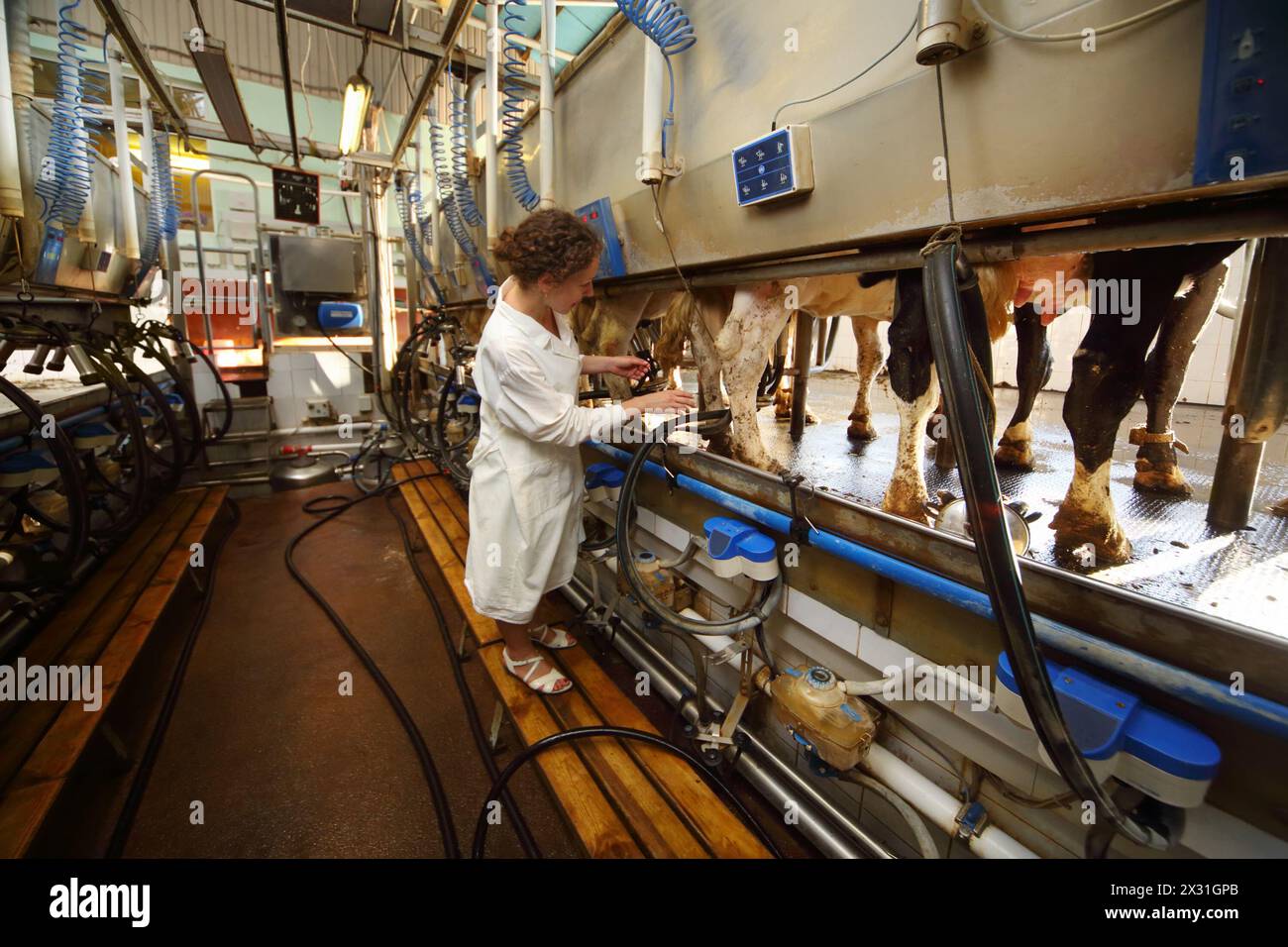 Woman in white robe operates machine for milking of cows in big farm ...