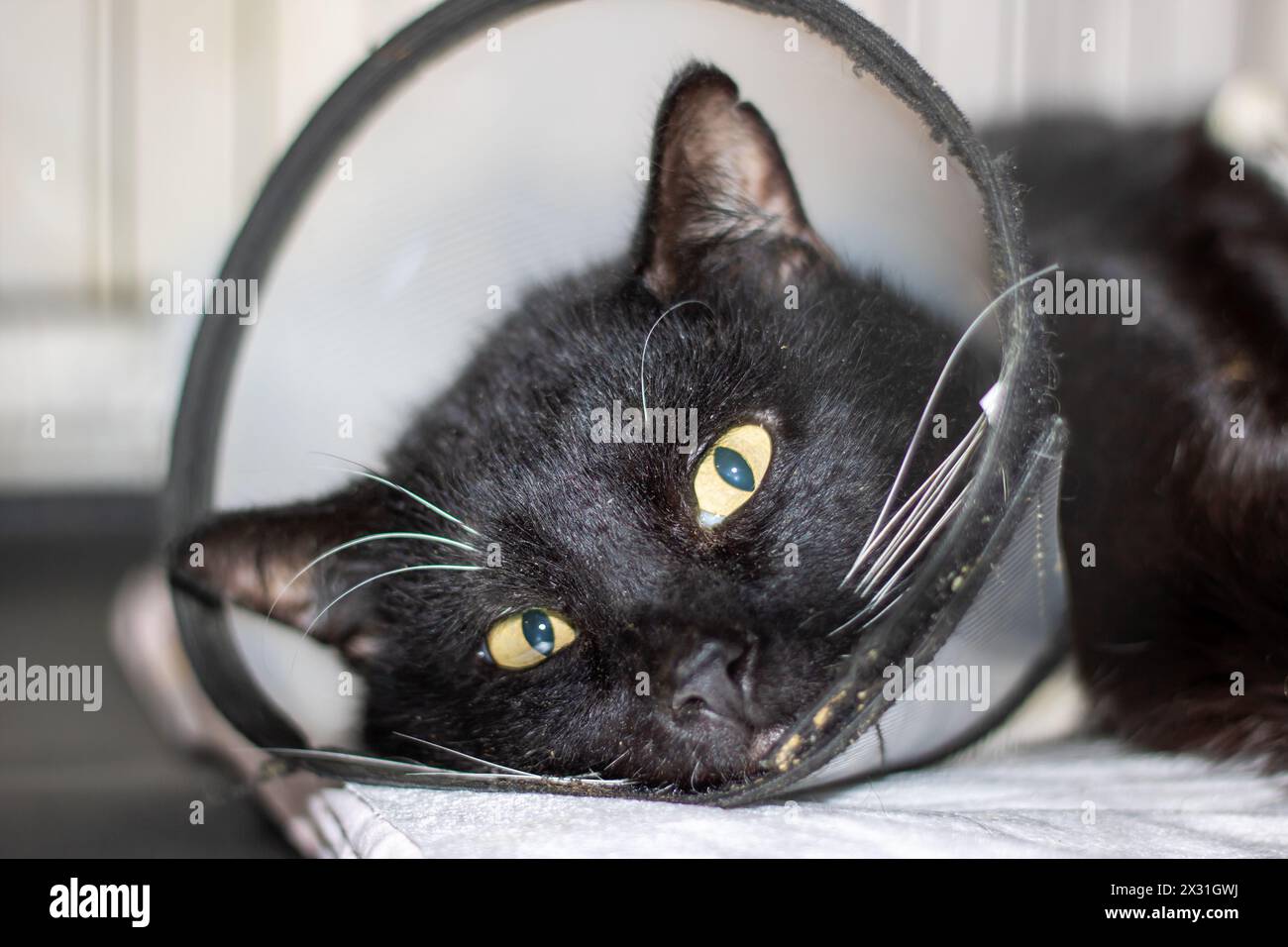 A black Felidae, a carnivorous animal, with a plastic cone around its ...