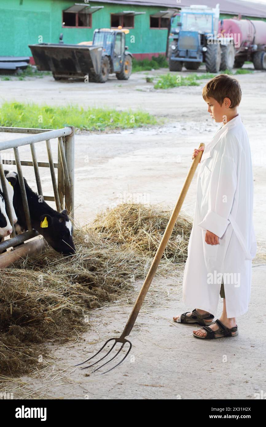 Boy with hayfork looks at eating small calves at large farm near ...