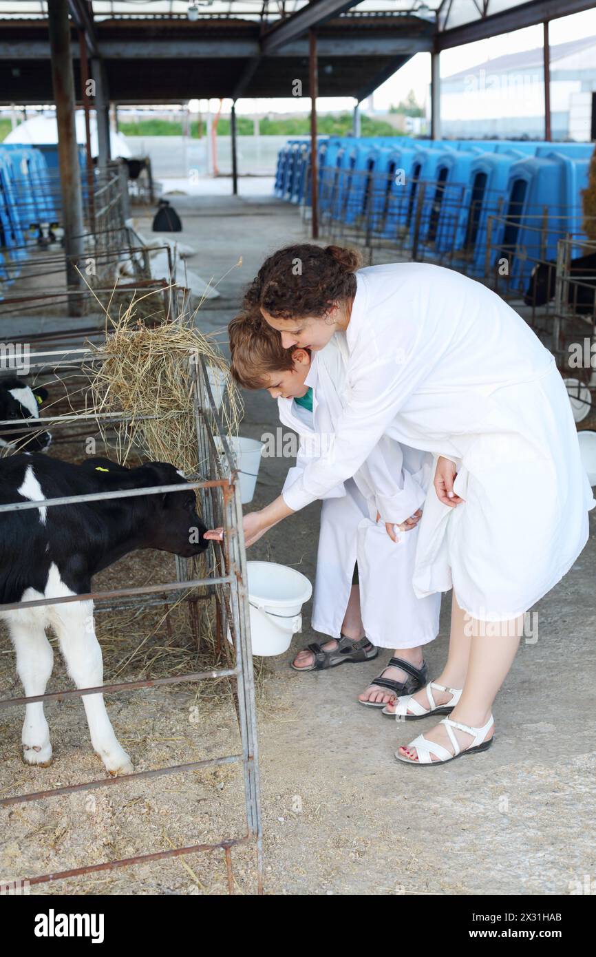 Mother and son feed little cute calf in stall in big cow farm Stock ...