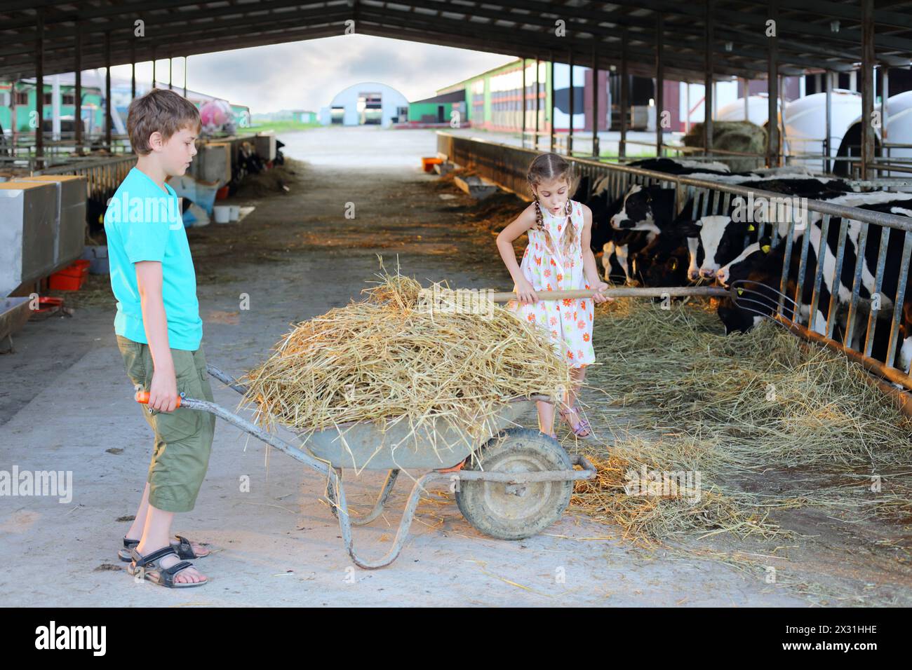 Boy keeps trolley with hay and girl loads hay by pitchfork at cow farm ...