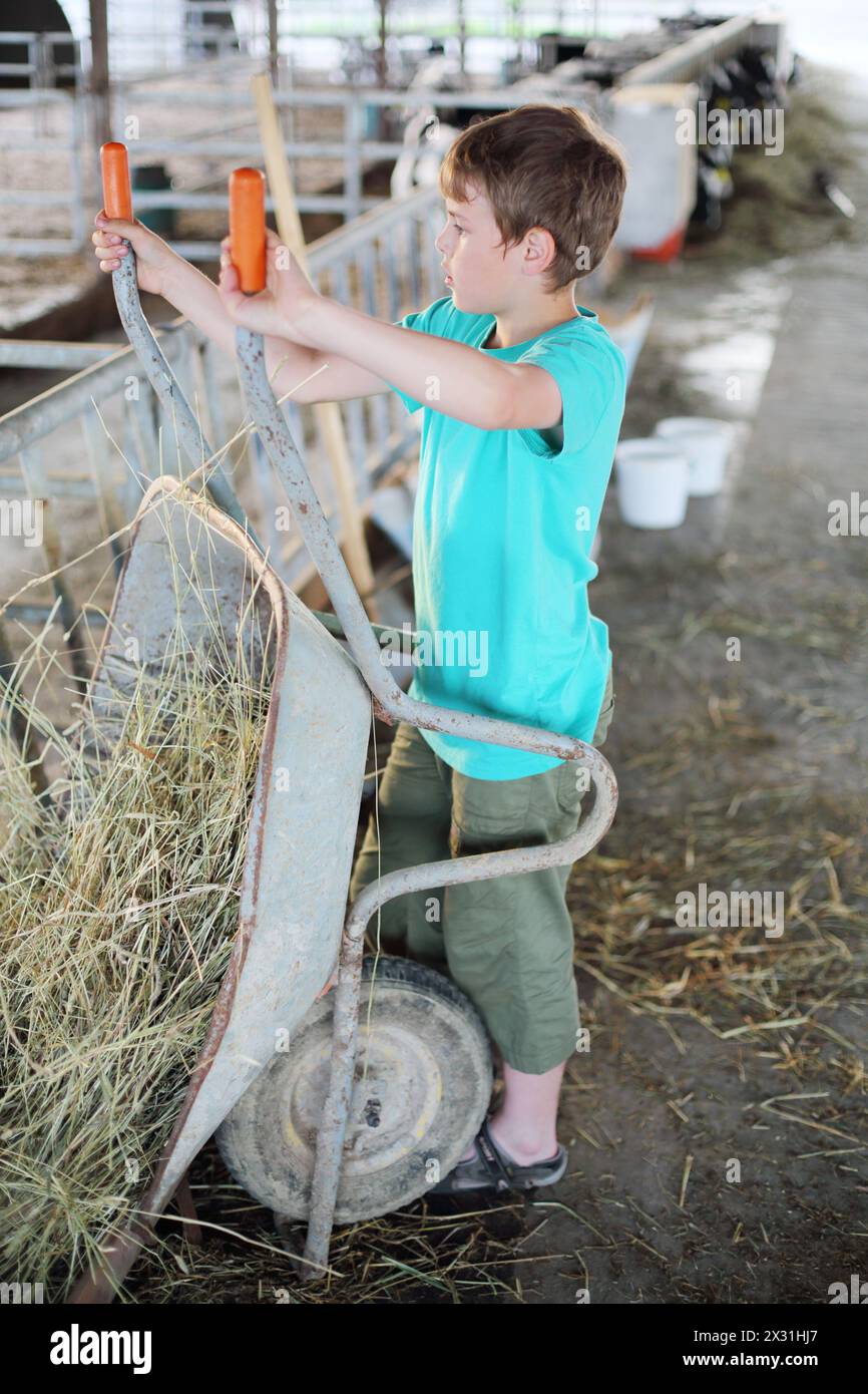 Boy in green works with a wheelbarrow and hay at large cow farm Stock ...